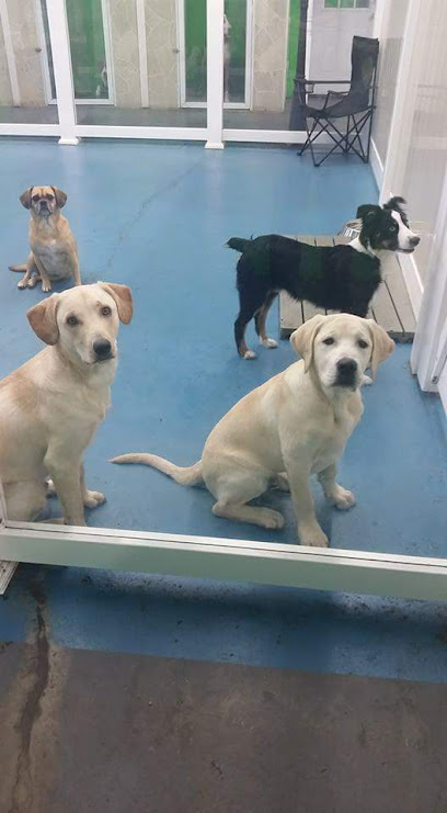 Sundown Kennels - Kennel - Huntington Station, New York - Zaubee