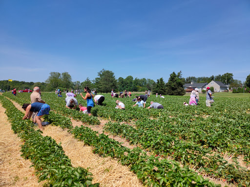 Farm «Jones Family Farms», reviews and photos, 606 Walnut Tree Hill Rd ...