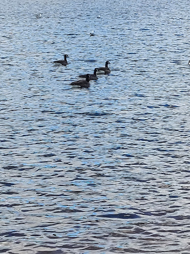 Lake Rim Park - Park - Fayetteville, North Carolina - Zaubee