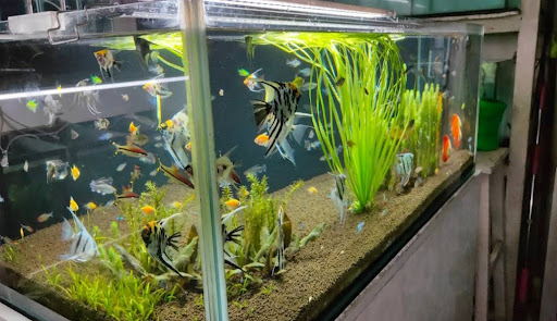 Kolathur Fish Market - Mahatma Gandhi Nagar, Girija Nagar, Kolathur ...