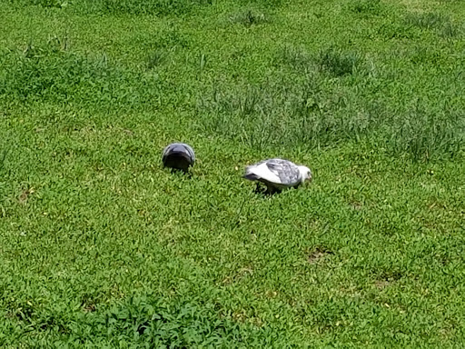 Fort Greene Park Greenmarket - AZexplained