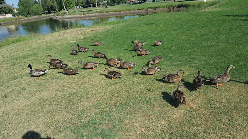 Golf Course «Lemoore Golf Course», reviews and photos, 350 Iona Ave ...