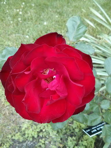 Park «Pardee Rose Gardens», reviews and photos, 180 Park Rd, Hamden, CT ...