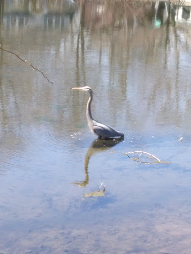 Park «Allison Pond Park», reviews and photos, 406 Prospect Ave, Staten ...