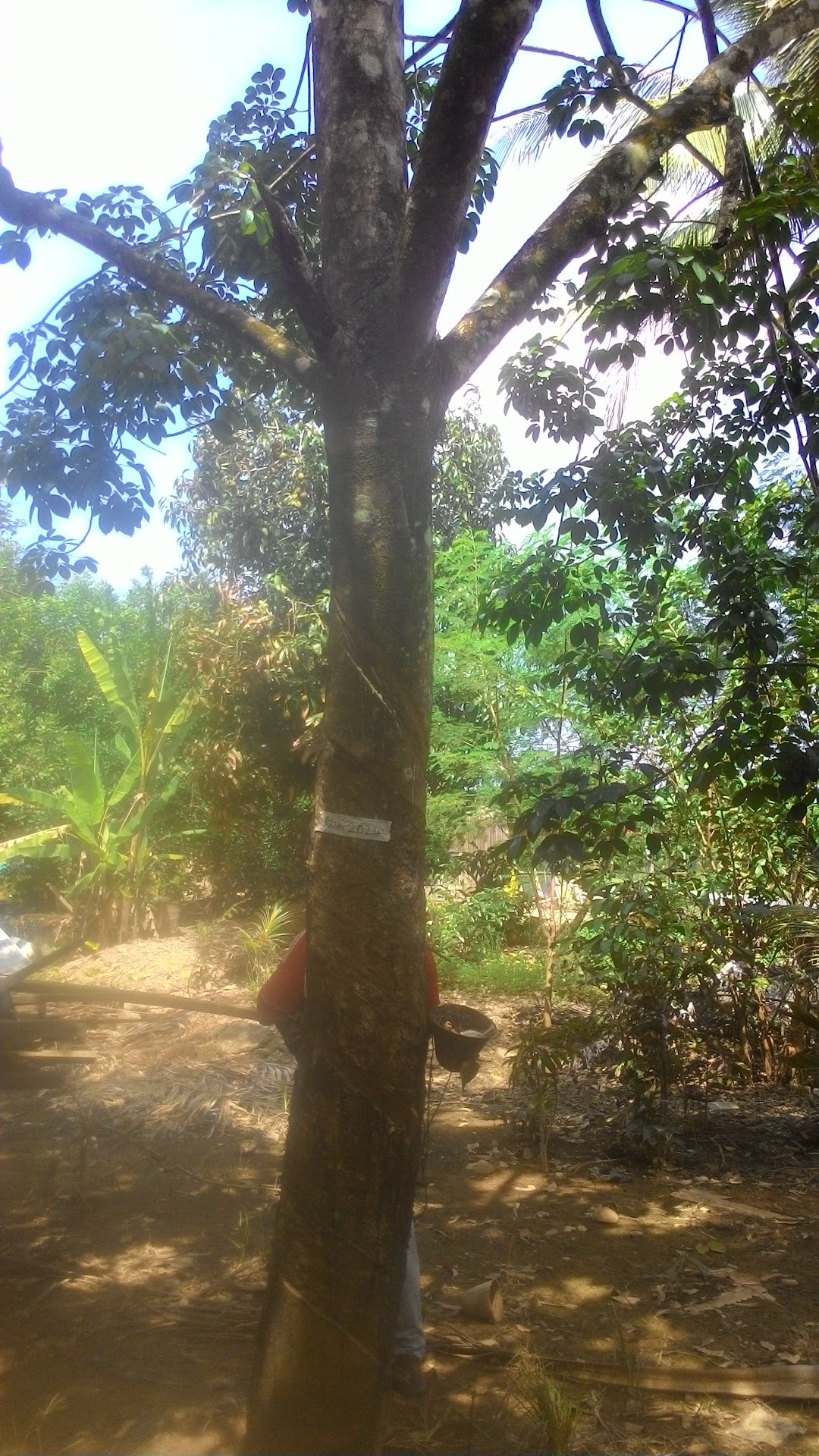 Institut Kemajuan Pekebun Kecil Kelantan di bandar Kuala Krai