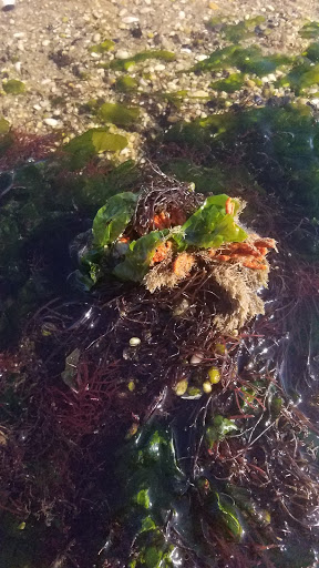 Park «Henry Hudson Trail / Popamora Point», reviews and photos, Shore ...