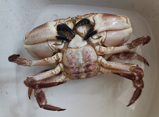 Liverpool Meat & Fish Market in Old Swan, Liverpool, - Zaubee