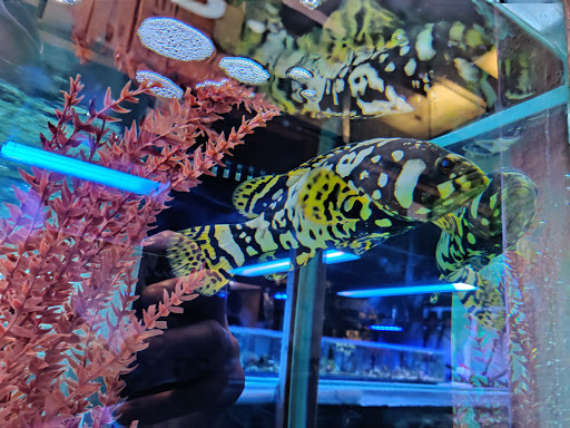 Aquarium Shop «Exotic Aquariums», reviews and photos, 7399 Bird Rd ...