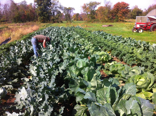 Clover Nook Farm - AZexplained