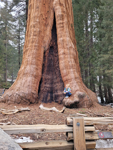 Giant Forest Museum - AZexplained
