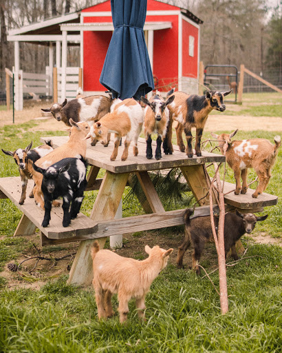 Goat Daddy's Farm