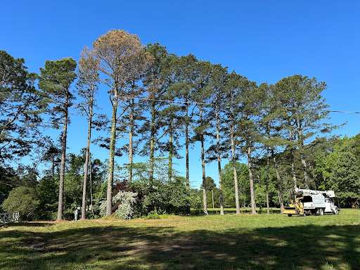 Tree Service Virginia Beach VA | Tree Pruning & Removal