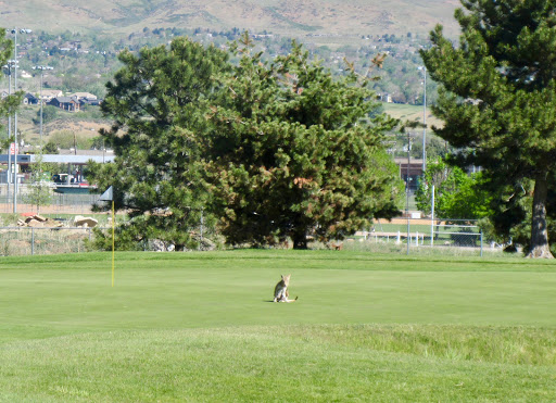 Public Golf Course «Foothills Golf Course», reviews and photos, 3901 S ...