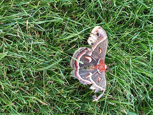 Amazon CVG5 And CVG7 in Hebron, Kentucky - Zaubee