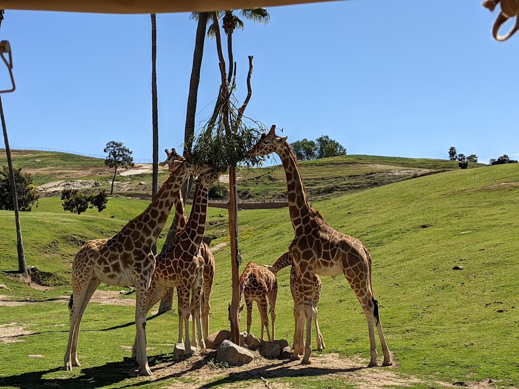 San Diego Zoo Safari Park - Escondido, CA 92027 - Location, Reviews ...