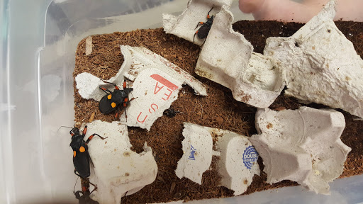 Museum «Philadelphia Insectarium and Butterfly Pavilion», reviews and ...