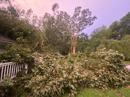 Tree Trimming & Removal Services Decatur, GA | Don's Tree Service