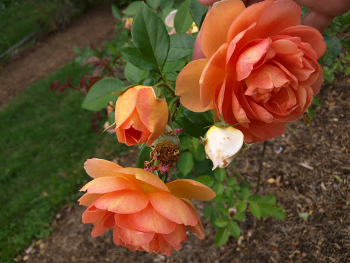 Park «Pardee Rose Gardens», reviews and photos, 180 Park Rd, Hamden, CT ...