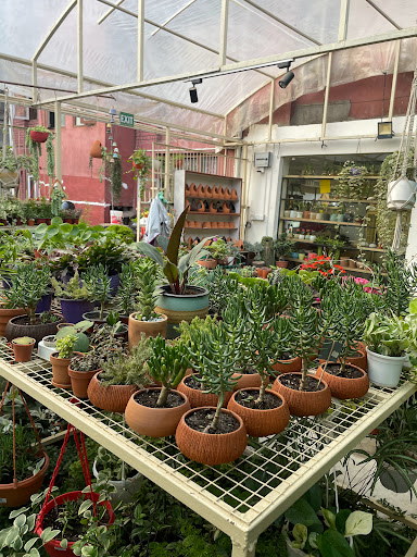 Himalayan SIP - Mangal Bazaar, Lalitpur, - Zaubee