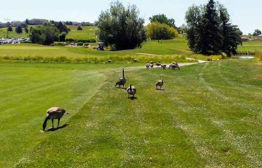 Public Golf Course «Foothills Golf Course», reviews and photos, 3901 S ...