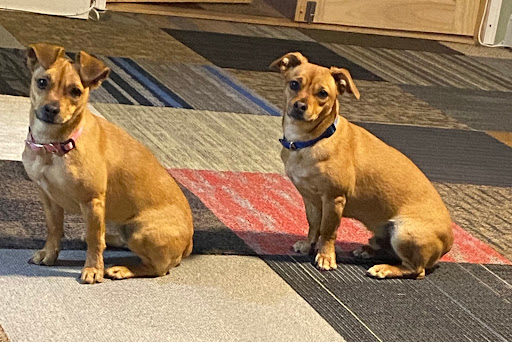 Olde Towne Pet Resort - 8101 Alban Rd, Springfield, Virginia - Zaubee