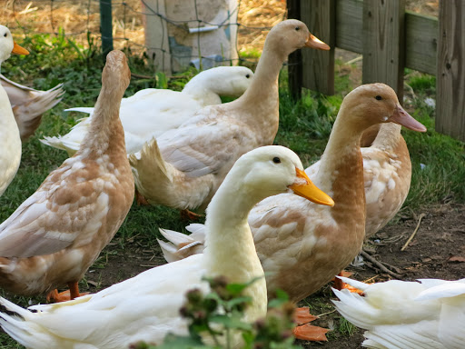 Bitta-Blue Farm - AZexplained