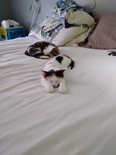 Kitty Revolution in Lakeville, Minnesota - Zaubee