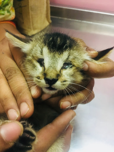 God'S Grace Pet Animal Clinic & Surgery Centre in Kamothe, Panvel