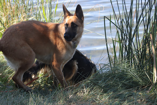Lake Capote Recreation Area in Pagosa Springs, Colorado - Zaubee