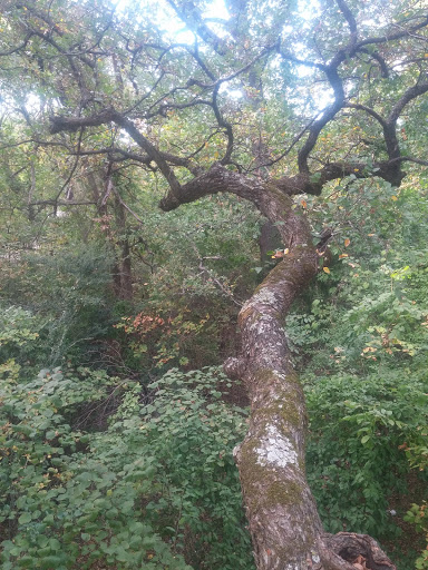 Park «Clay Mathis Park», reviews and photos, 2181 Clay Mathis Rd ...