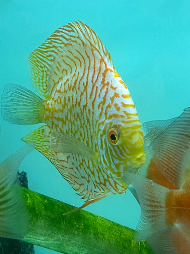 Tropical Fish Store «Jack Wattley Discus», reviews and photos, 6944 NE ...