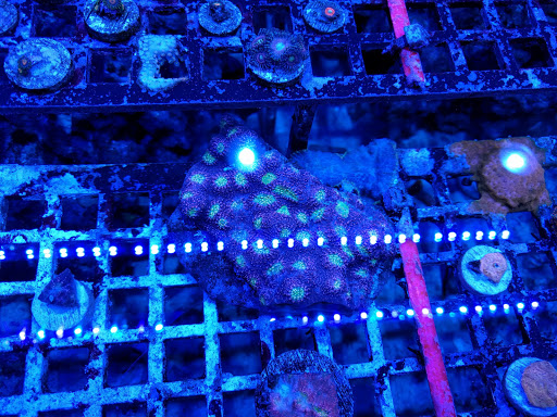 Tropical Fish Store «Ocean Avenue», reviews and photos, 6401 S Cooper ...