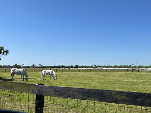 MK Ranch | Ride The Horse