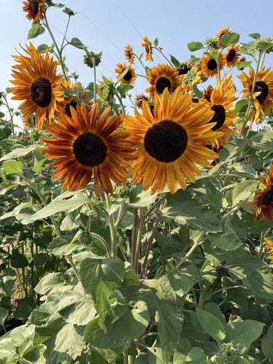 Well Rooted Farms - AZexplained