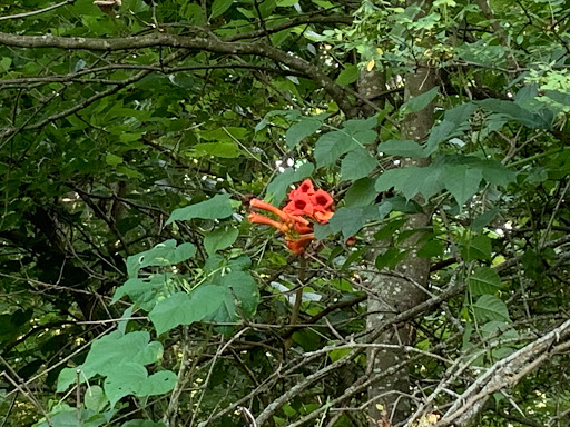 Illinois Raptor Center - AZexplained