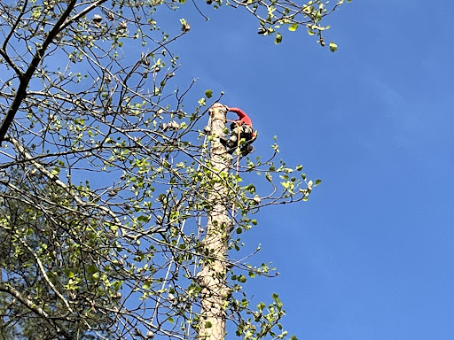 Tree Trimming & Removal Services Decatur, GA | Don's Tree Service