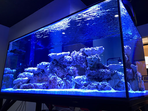 Aquarium «Deep Blue Aquariums», reviews and photos, 580 N Bullard Ave ...