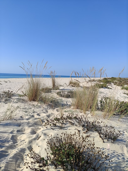 Isla de Tavira [2025]