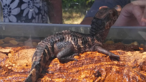 Pet Store «Zoo Creatures Pet Store», reviews and photos, 149 Plaistow ...