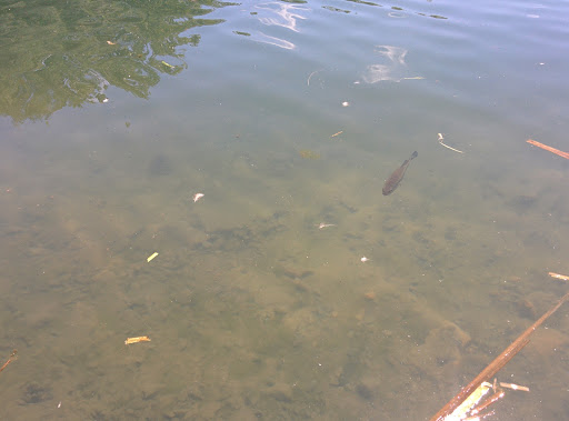Park «Jim Barnett Park», reviews and photos, 1001 E Cork St, Winchester ...
