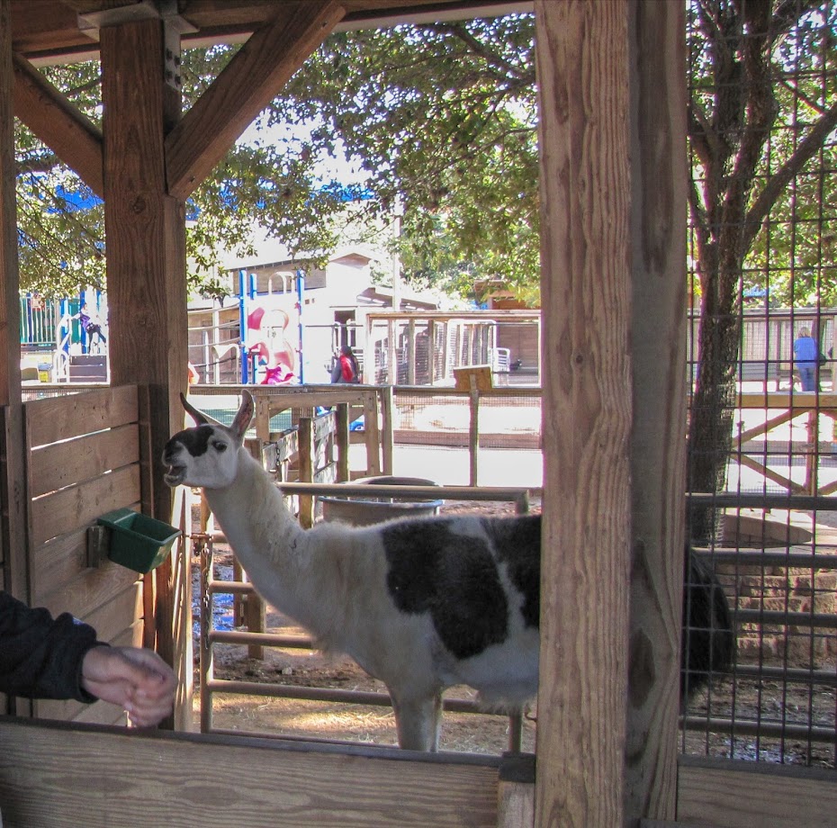 The Absolute Best Drive Thru Zoo in Houston [Updated 2025]