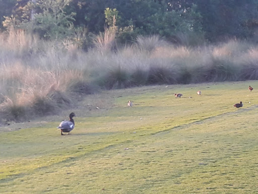 Golf Course «The Bridges at Springtree Golf Club», reviews and photos ...