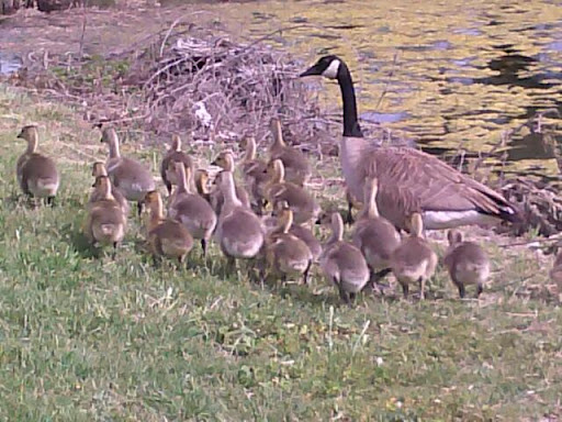 Golf Course «Van Buskirk Municipal Golf Course», reviews and photos ...