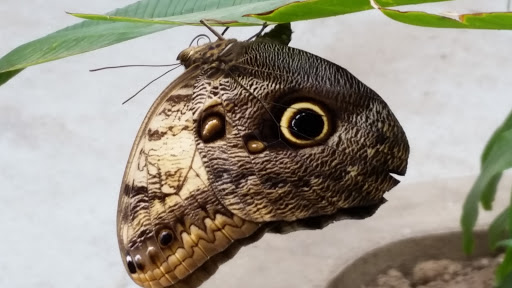 Museum «Philadelphia Insectarium and Butterfly Pavilion», reviews and ...