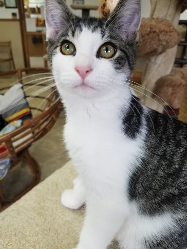 Clark County Humane Society - W3926 WI-73, Neillsville, Wisconsin - Zaubee