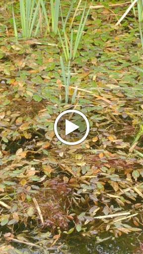 Hogar Parroquial De Santa Maria de Neda Iglesia en Neda