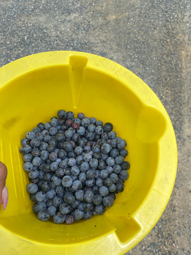 Bush Neck Farm in Williamsburg, Virginia - Zaubee