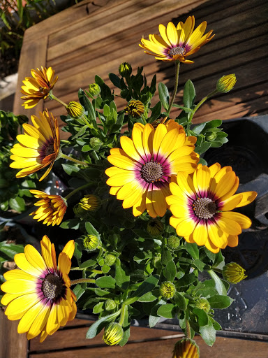 Lime Tree Farm Shop in Little Stanney, Ellesmere Port, Chester, - Zaubee