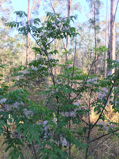 Pullenvale Forest Park in Pullenvale, Queensland - Zaubee
