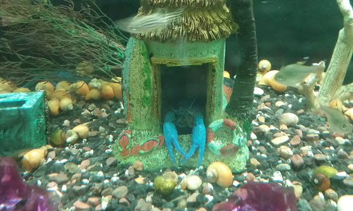 Tropical Fish Store «Fish Den Inc.», reviews and photos, 5055 W 44th ...